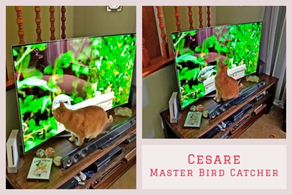 Cesare… a Cat Story (2) – booomcha.com