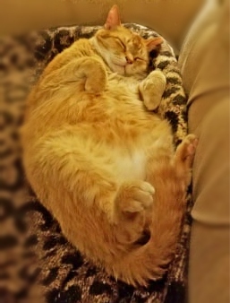 Cesare… a Cat Story (2) – booomcha.com