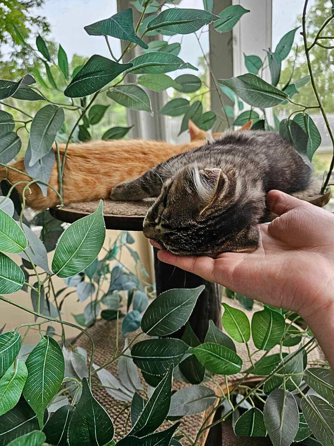Max and Binx vs. the Cat Tree! – booomcha.com