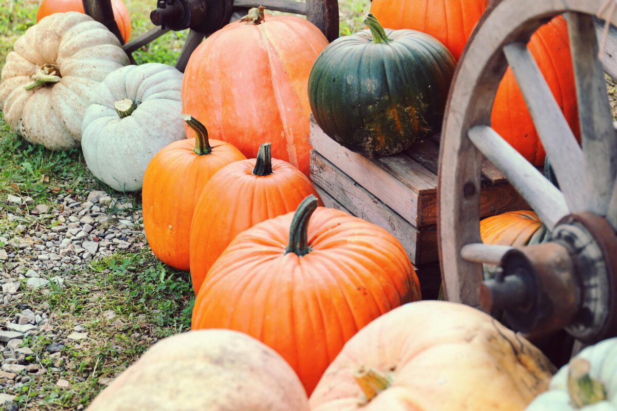 Hey, EveryBuddy #2! – booomcha.com