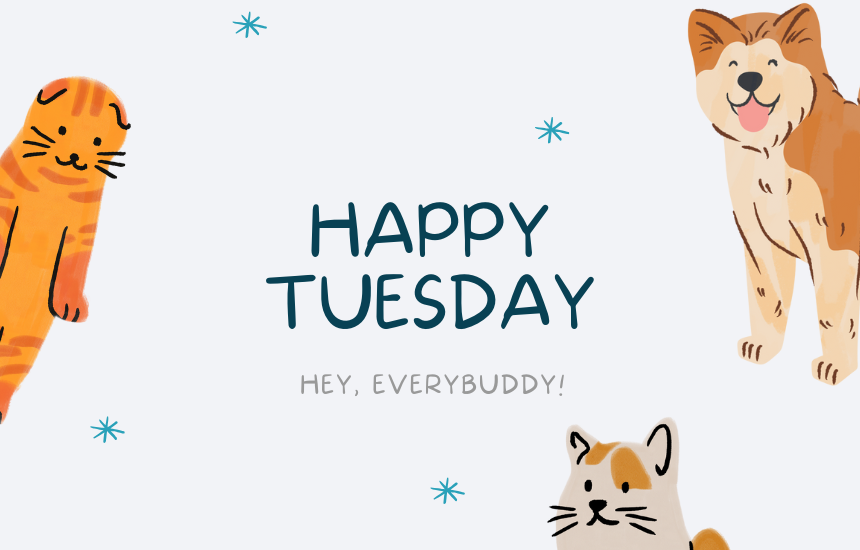 Hey, EveryBuddy #12! – booomcha.com