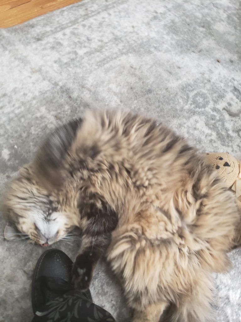 Binxie’s Many Poses! – booomcha.com