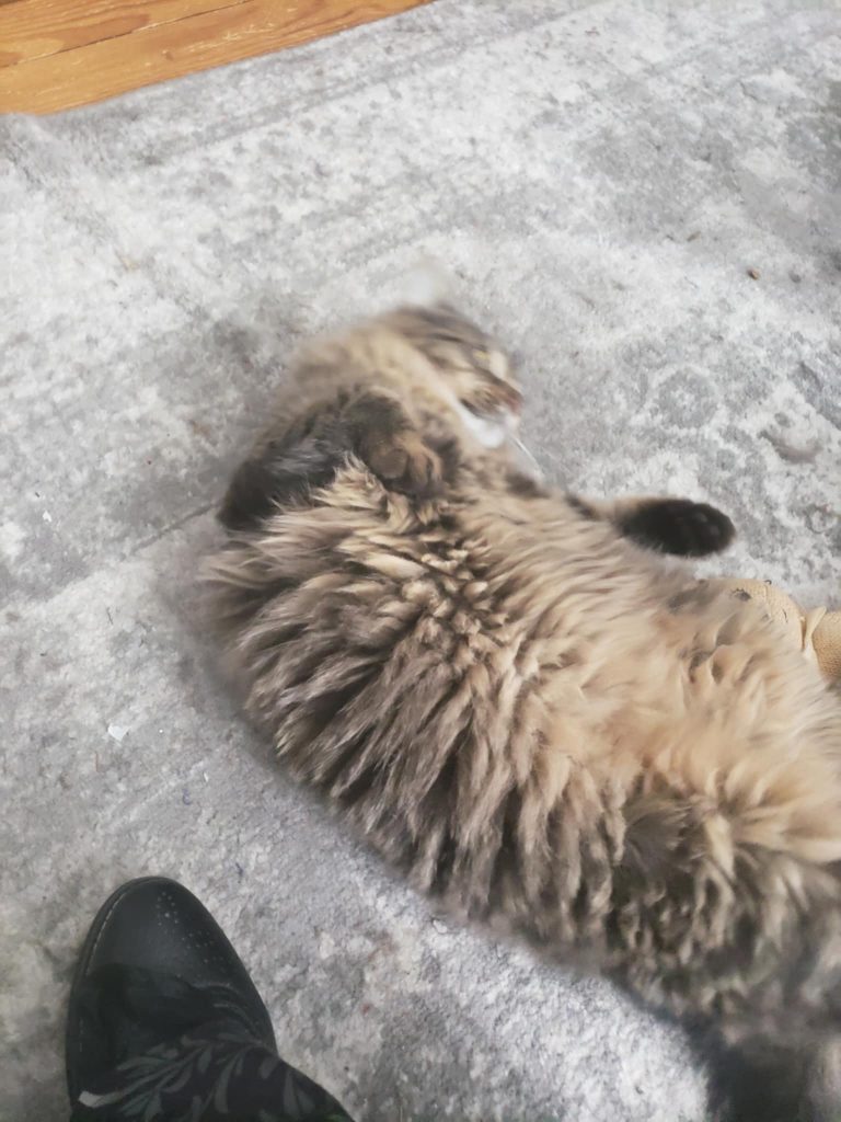 Binxie’s Many Poses! – booomcha.com