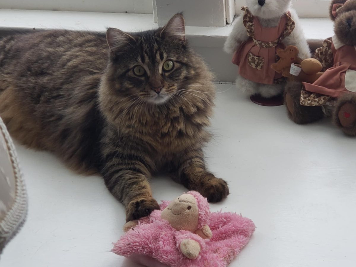 Binxie-Boo (Aww Mondays) – booomcha.com