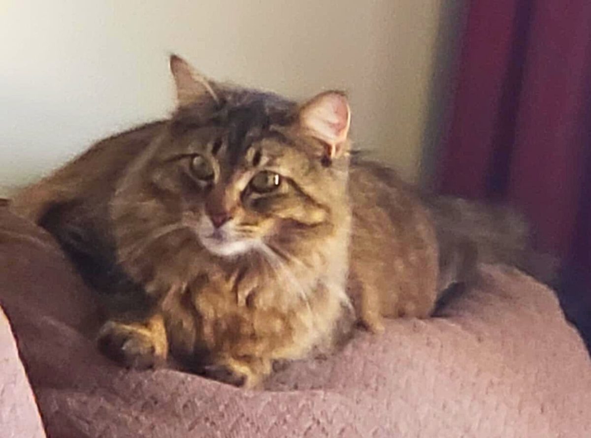 Caturday with Binxie: Crazy Eyes! – booomcha.com